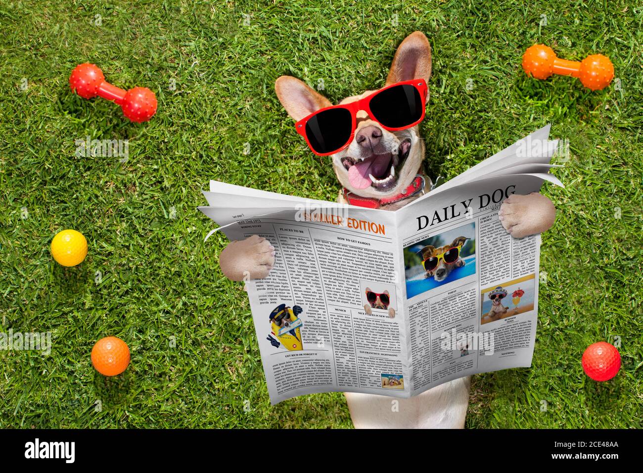 dog reading newspaper Stock Photo - Alamy