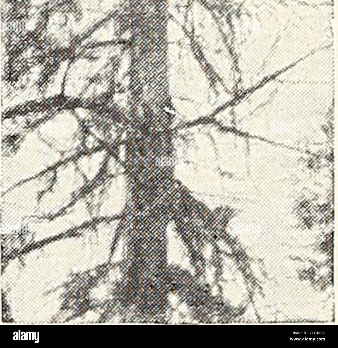 . Insect enemies of the spruce in the Northeast : a popular account of ...