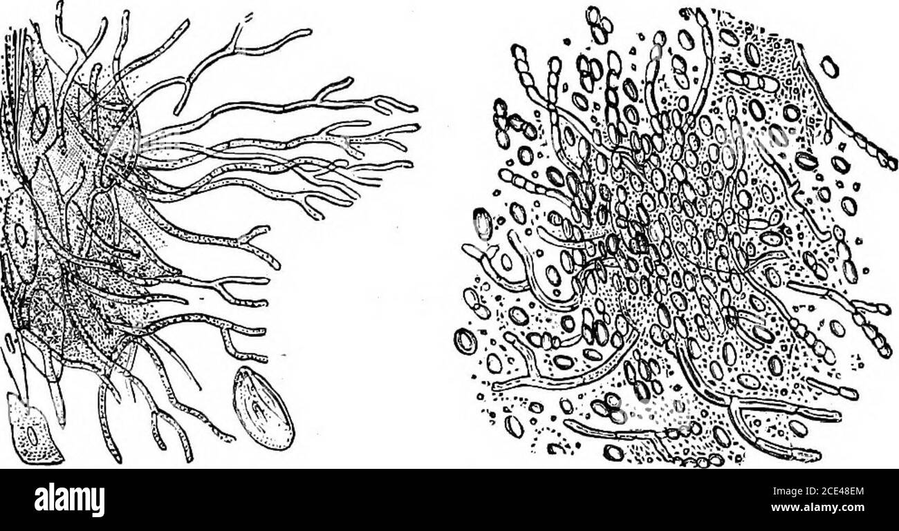 Called a honeycomb Cut Out Stock Images & Pictures - Alamy