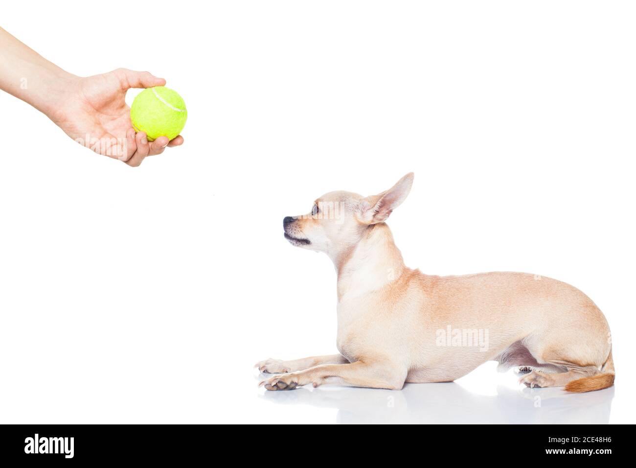 Pet owner purebred dog Cut Out Stock Images & Pictures - Alamy