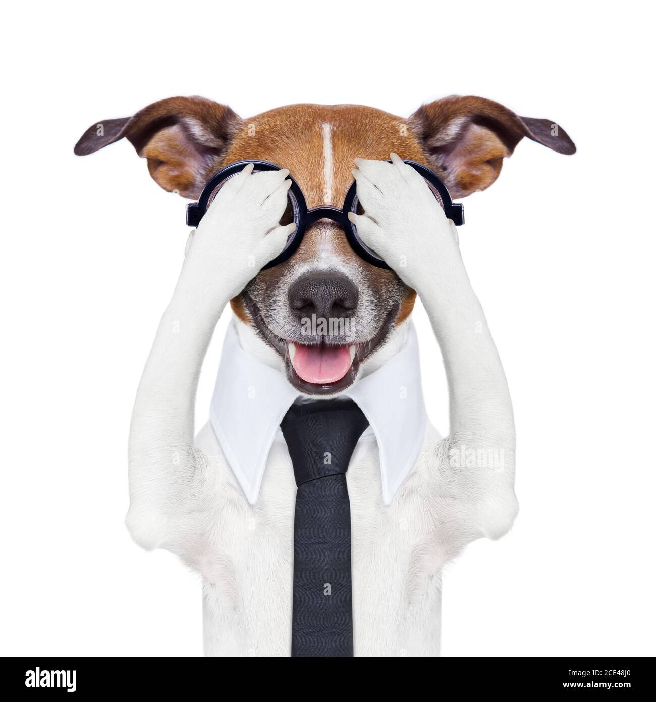 Dog hiding face hi-res stock photography and images - Alamy