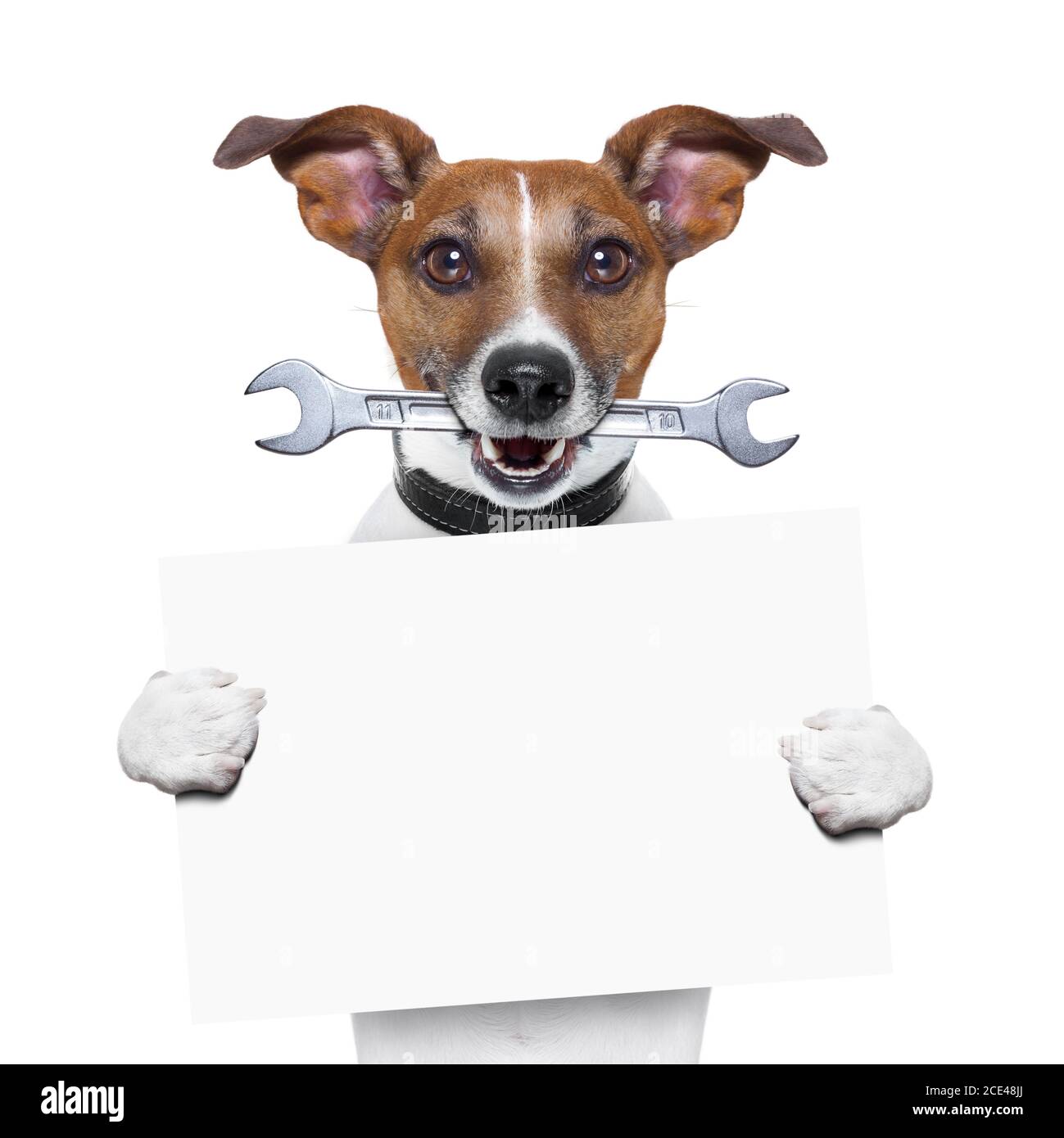 Handyman worker dog hi-res stock photography and images - Alamy