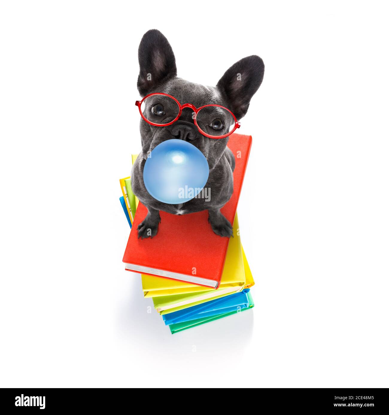 smart dog and books, chewing bubble gum Stock Photo - Alamy