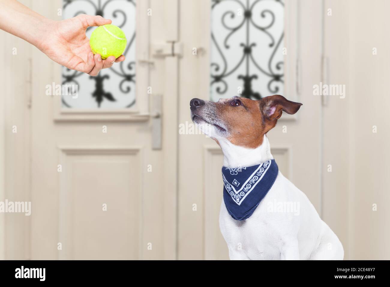 dog with ball Stock Photo - Alamy