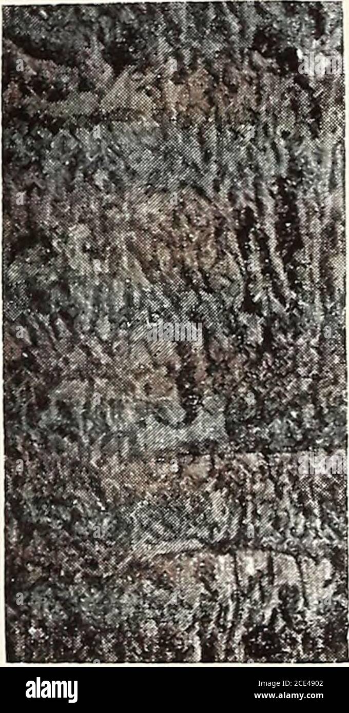 Thespruce hi-res stock photography and images - Alamy