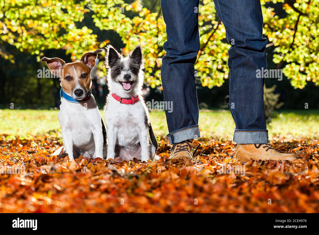 dogs and owner Stock Photo - Alamy