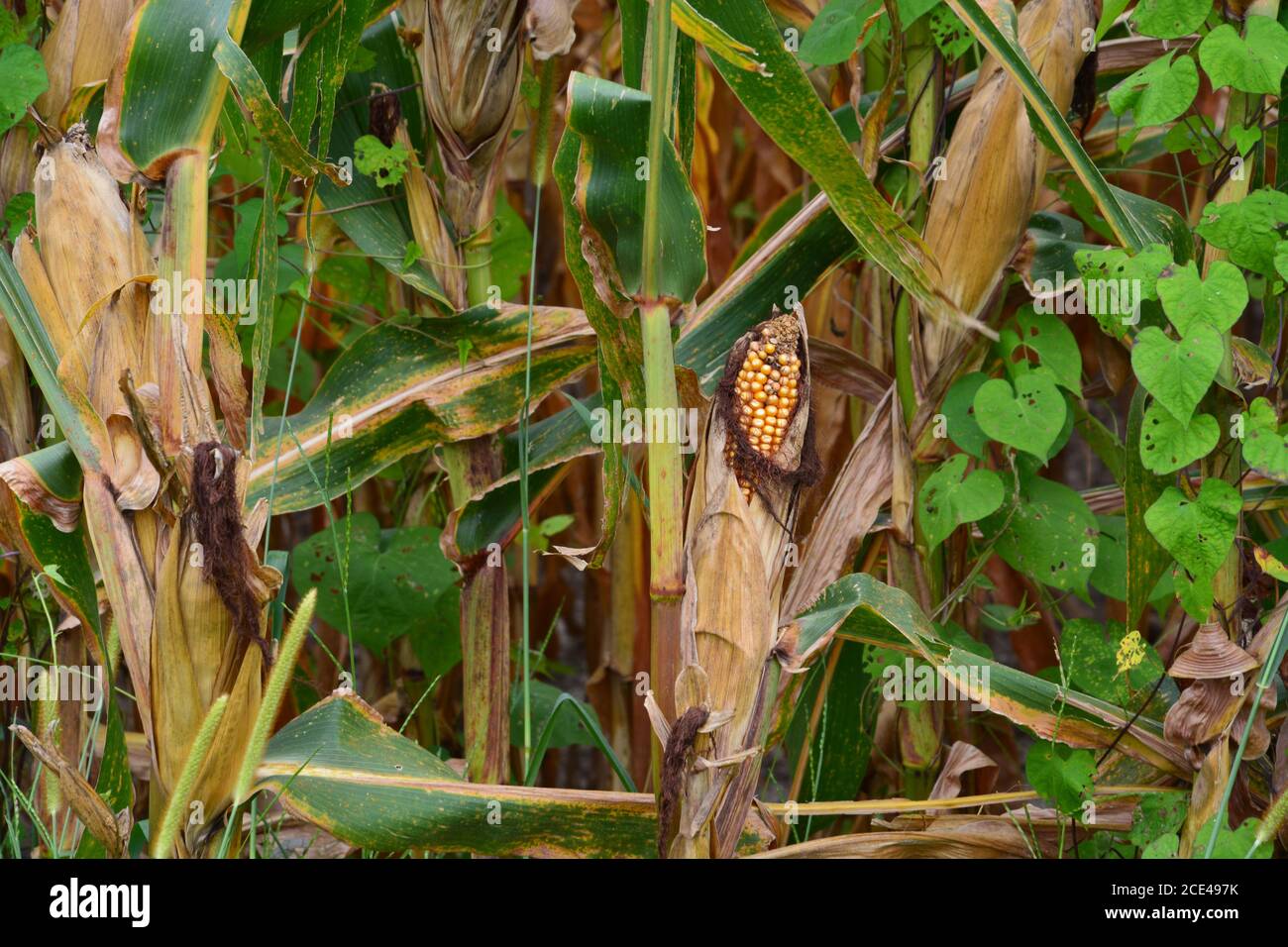 Feed corn starting to dry out and almost ready for harvest Stock Photo ...