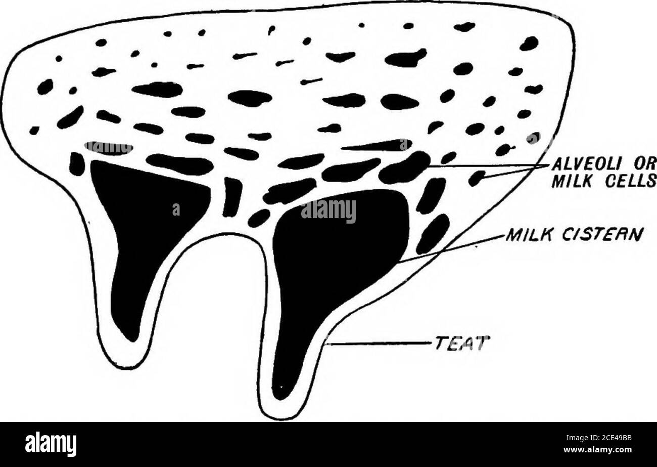 Cow Udder Diagram