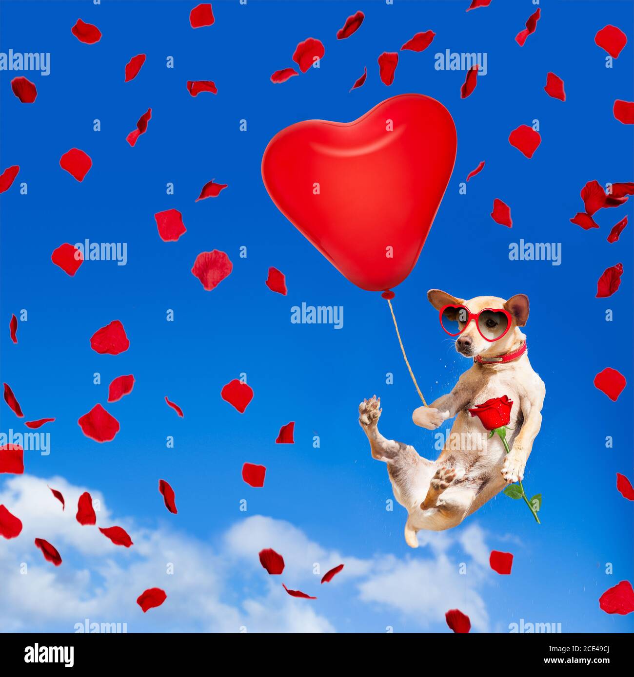 Lovely cute dog hanging hi-res stock photography and images - Alamy