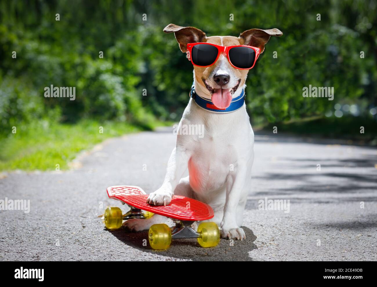 skater dog on skateboard Stock Photo - Alamy