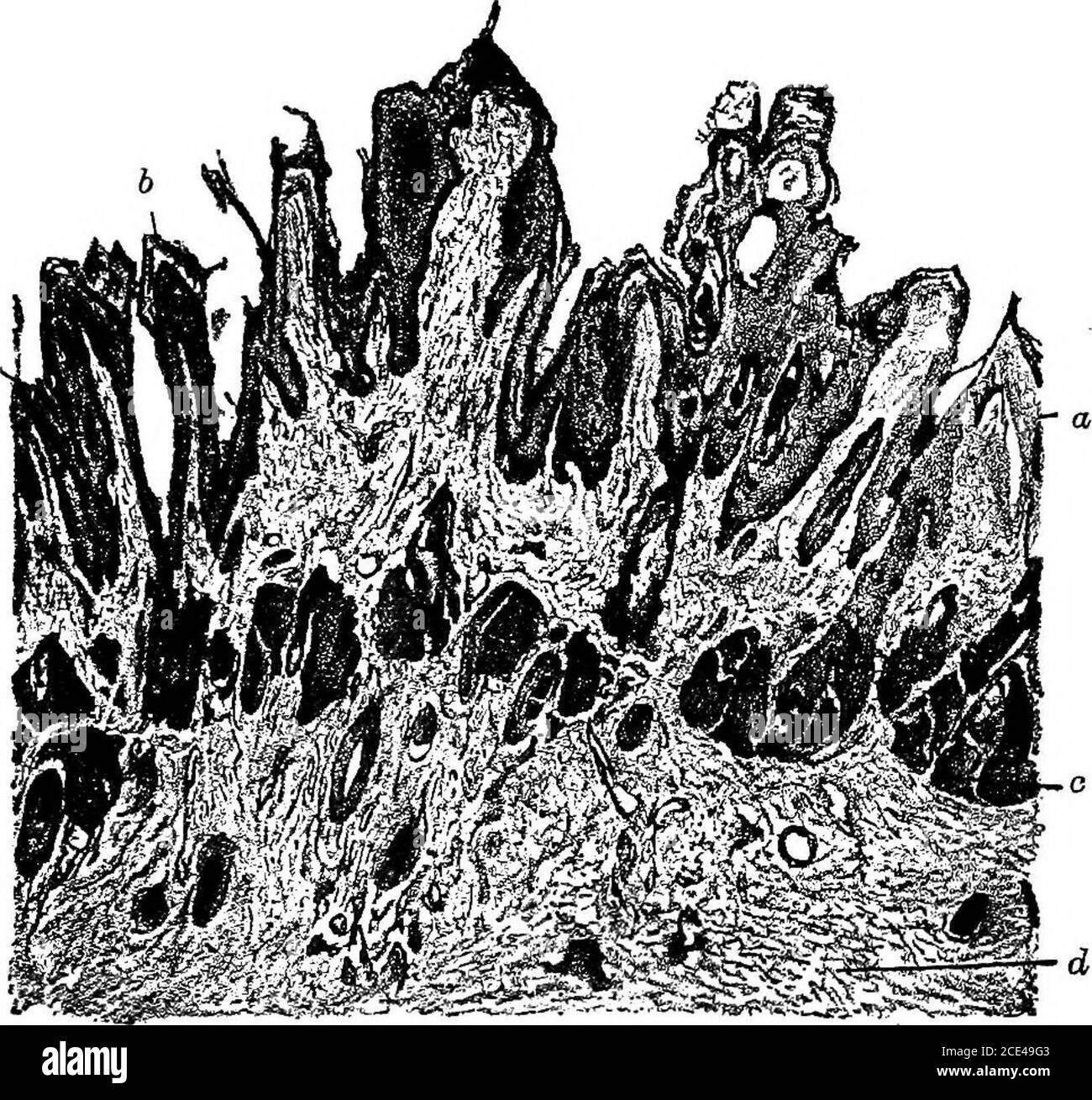 . The principles and practice of veterinary surgery . Fig. 116 ...