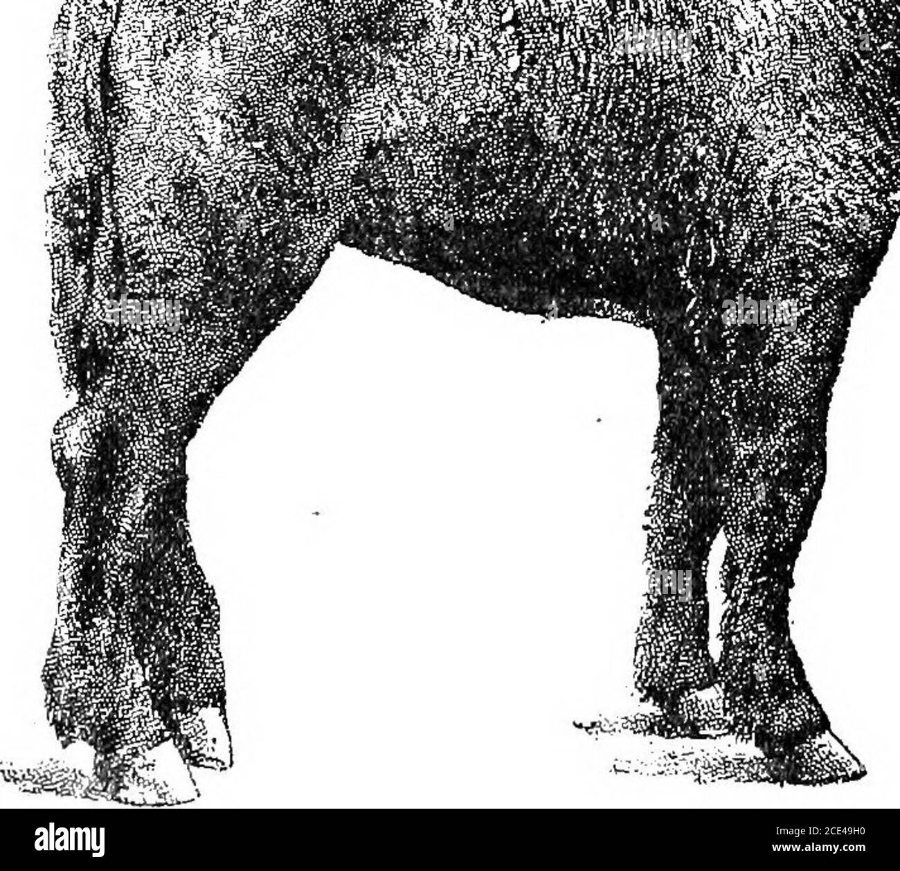 . The principles and practice of veterinary surgery . Fig. 116 ...