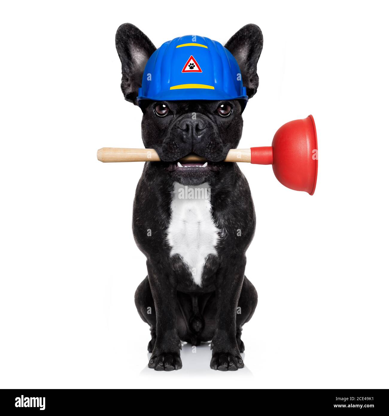 plumber dog with plunger Stock Photo - Alamy