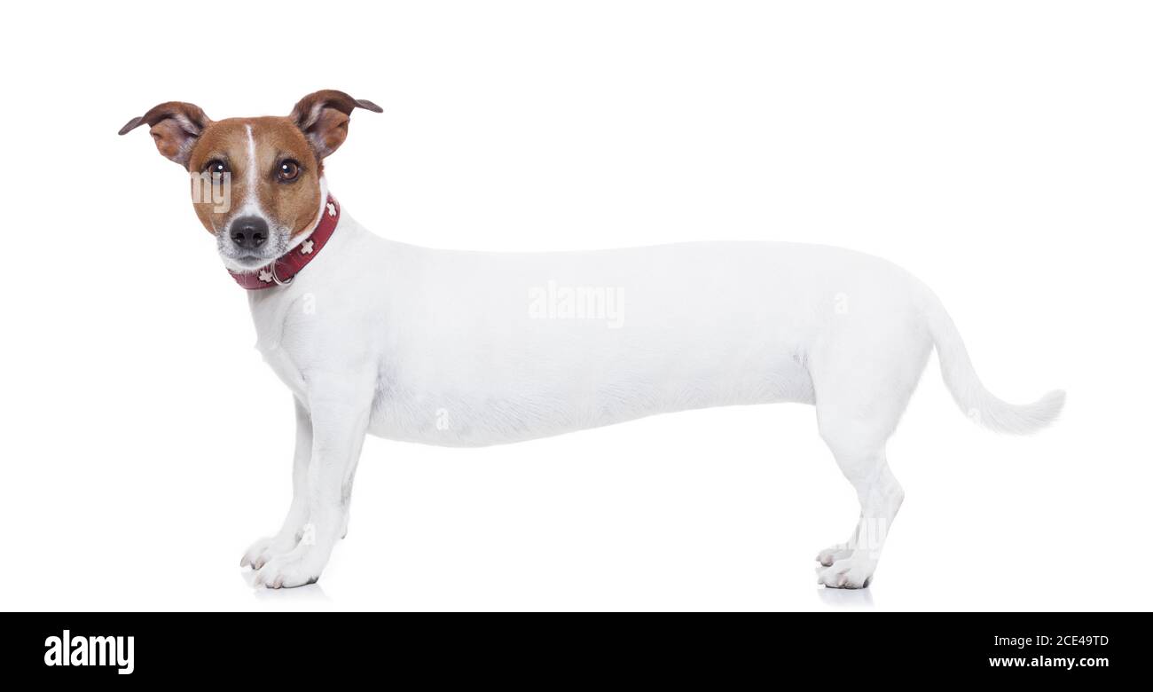 very long dog Stock Photo - Alamy
