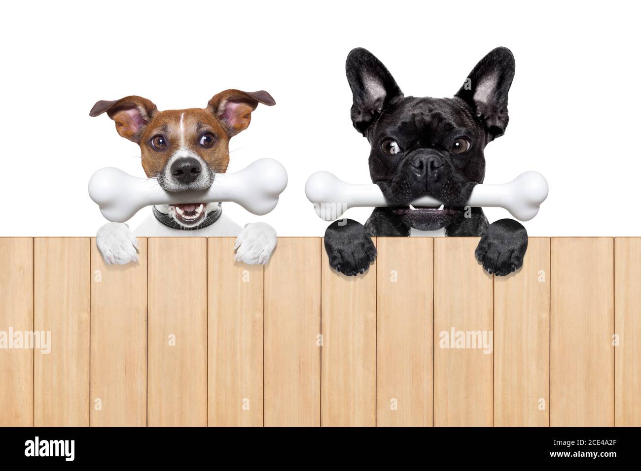 couple of dogs with bones Stock Photo - Alamy