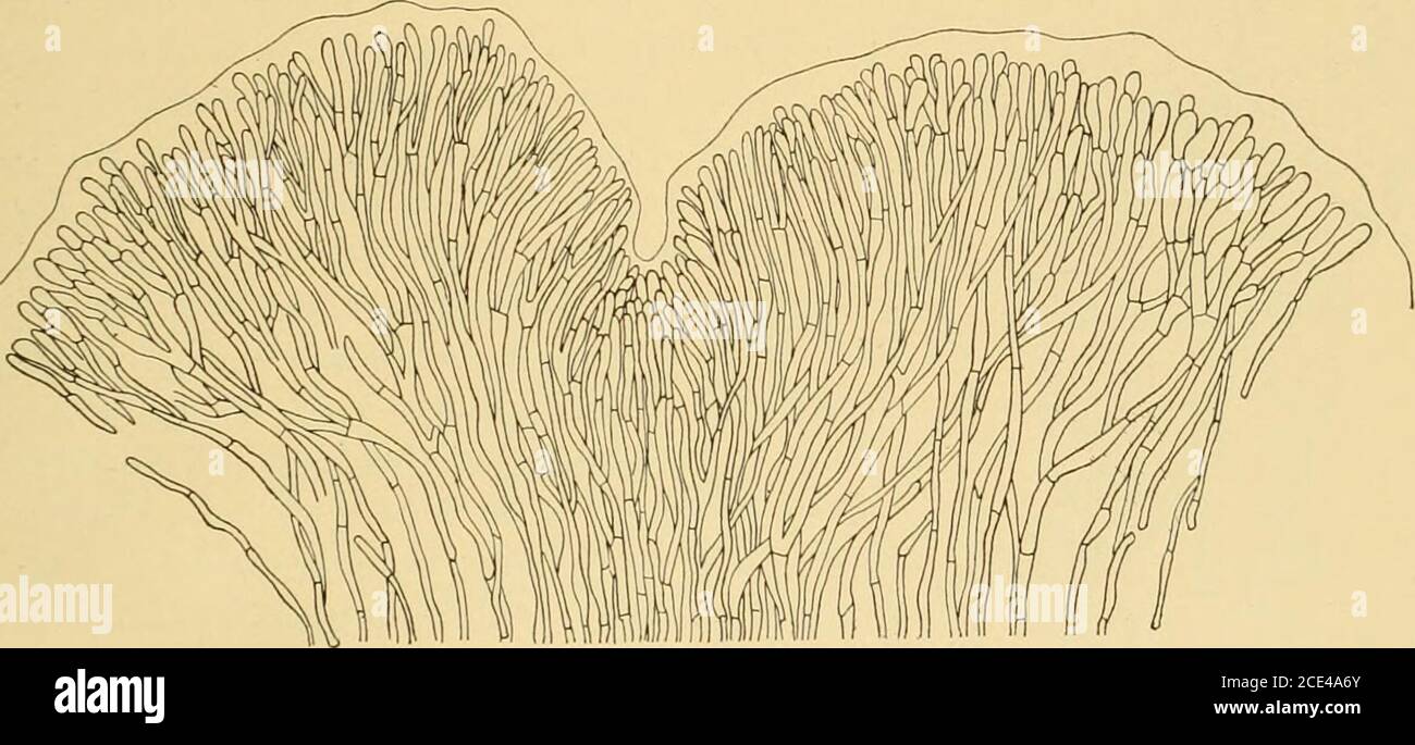 Schicht der epidermis hi-res stock photography and images - Alamy