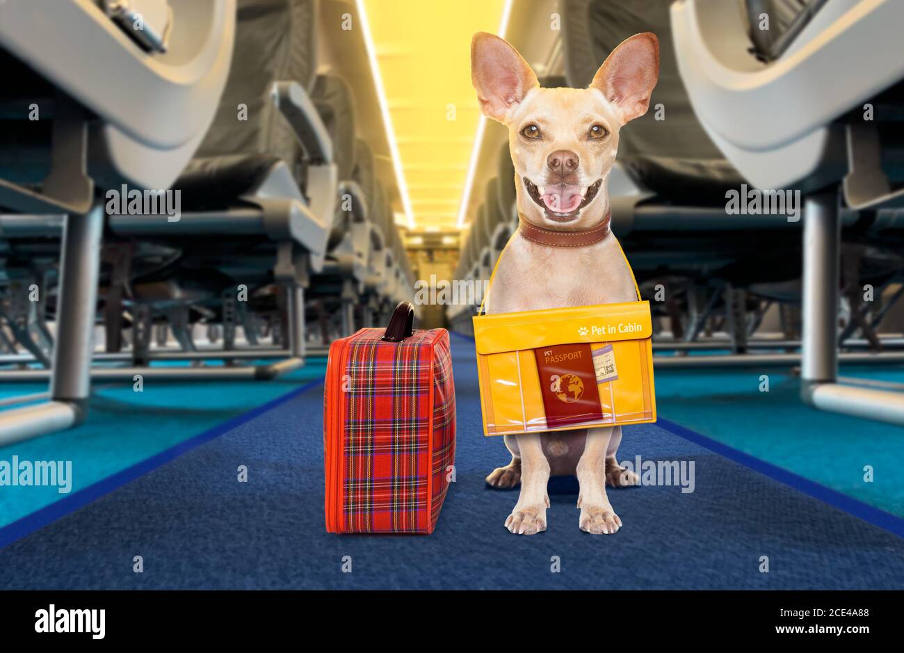 dog as pet in cabin in airplane Stock Photo - Alamy