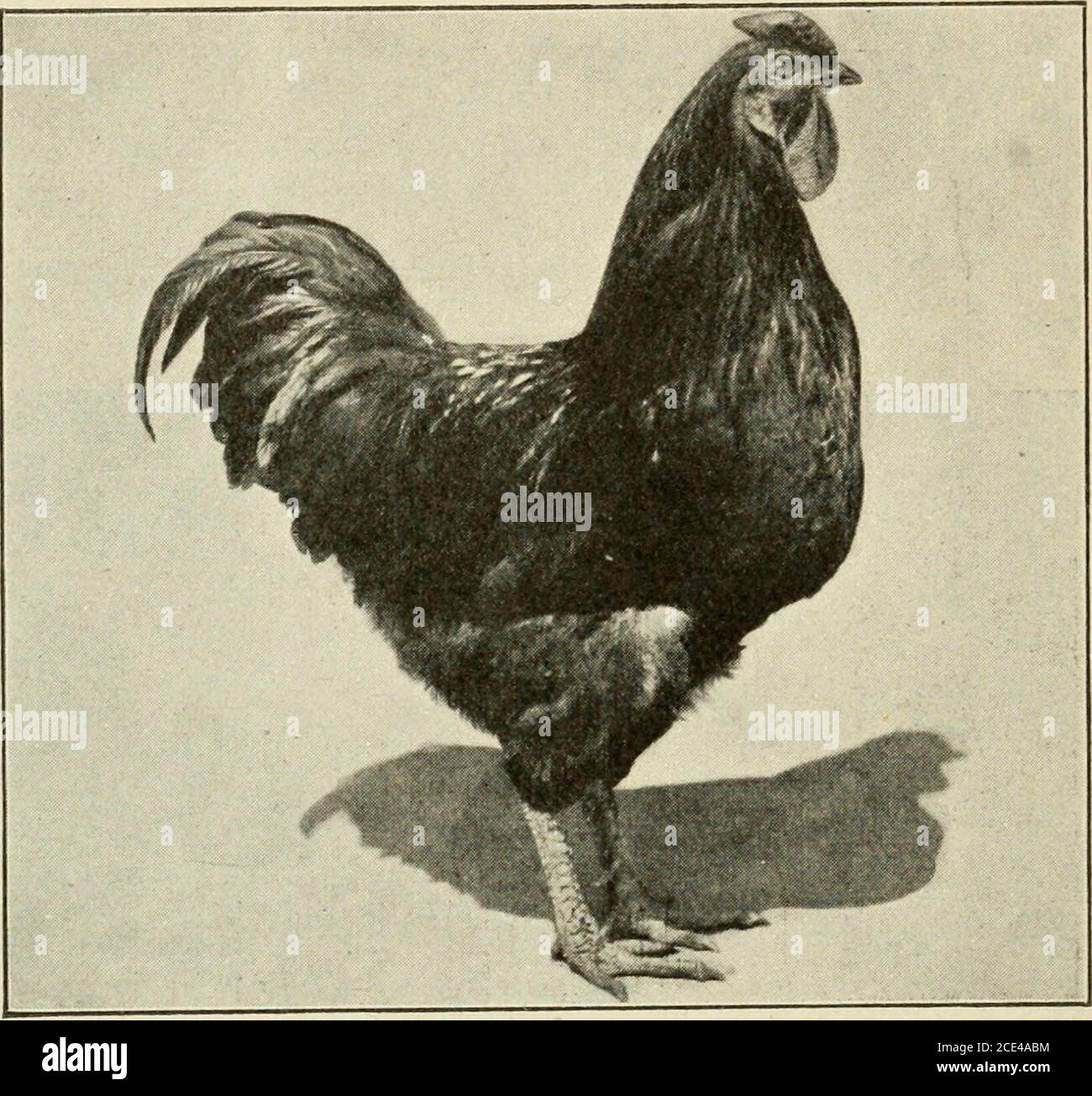 Minorca rooster hi-res stock photography and images - Alamy