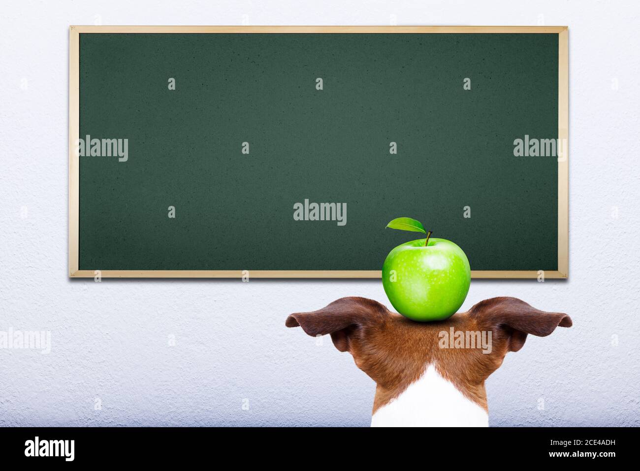 Dog classroom hi-res stock photography and images - Alamy