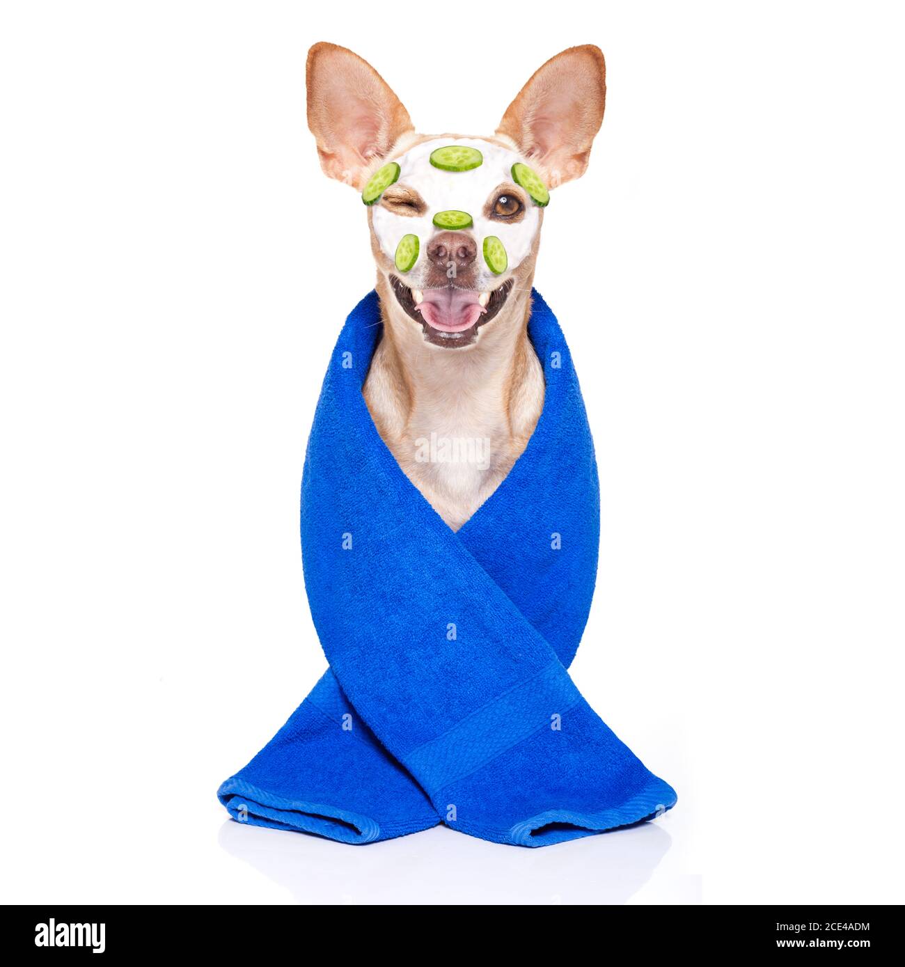 wellness beauty mask spa dog Stock Photo - Alamy