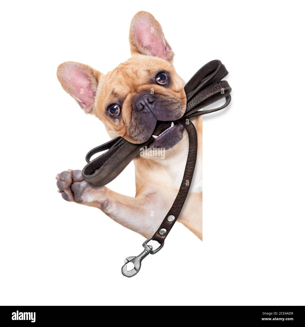 leash dog ready for a walk Stock Photo - Alamy