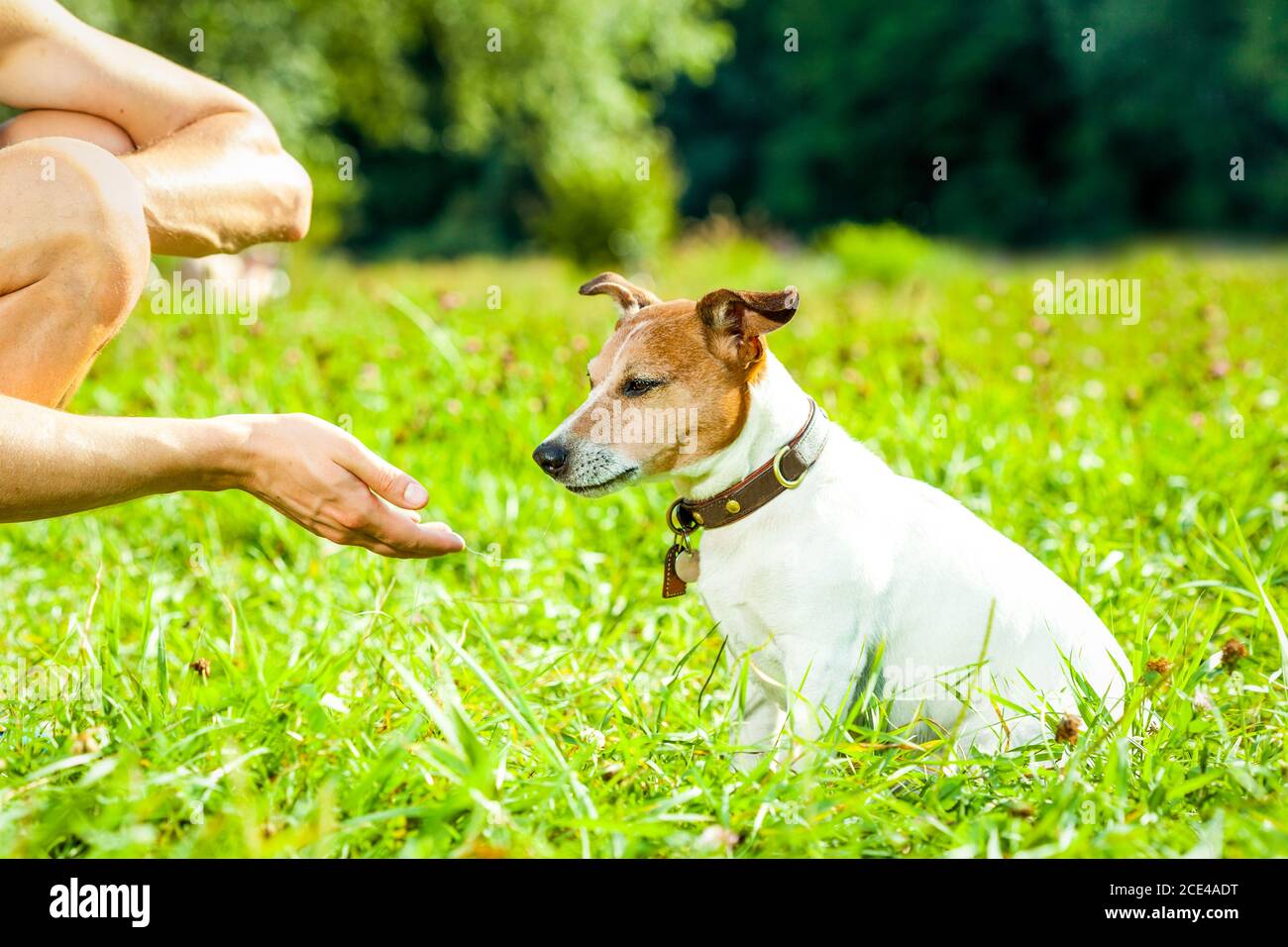 dog and owner training Stock Photo - Alamy