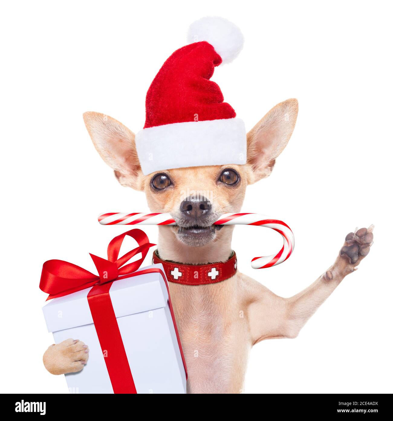 christmas dog as santa claus Stock Photo - Alamy