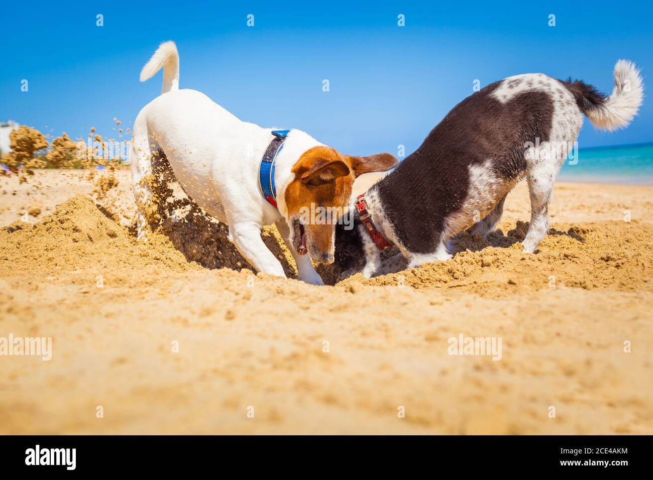 dogs digging a hole Stock Photo - Alamy