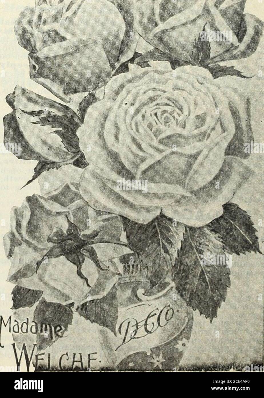 Rose and nature graham hi-res stock photography and images - Alamy