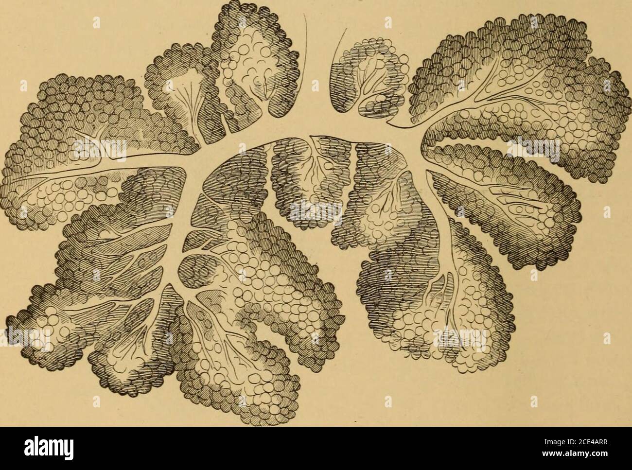 524 526 hi-res stock photography and images - Alamy