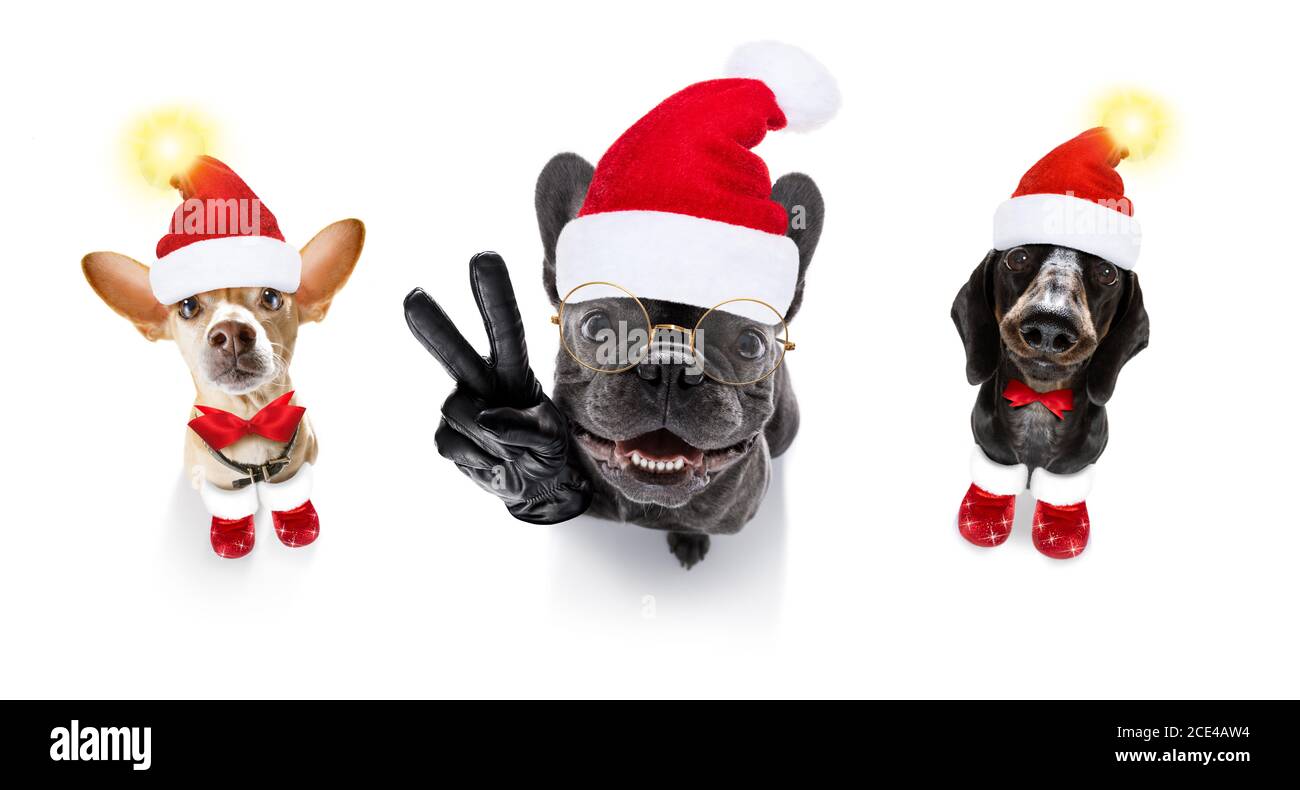 Group row team dogs hi-res stock photography and images - Alamy