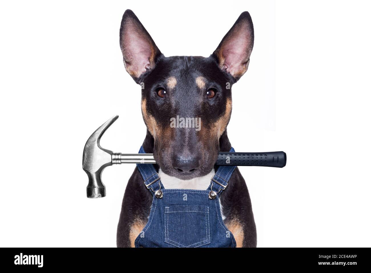 handyman dog with tool in mouth Stock Photo - Alamy