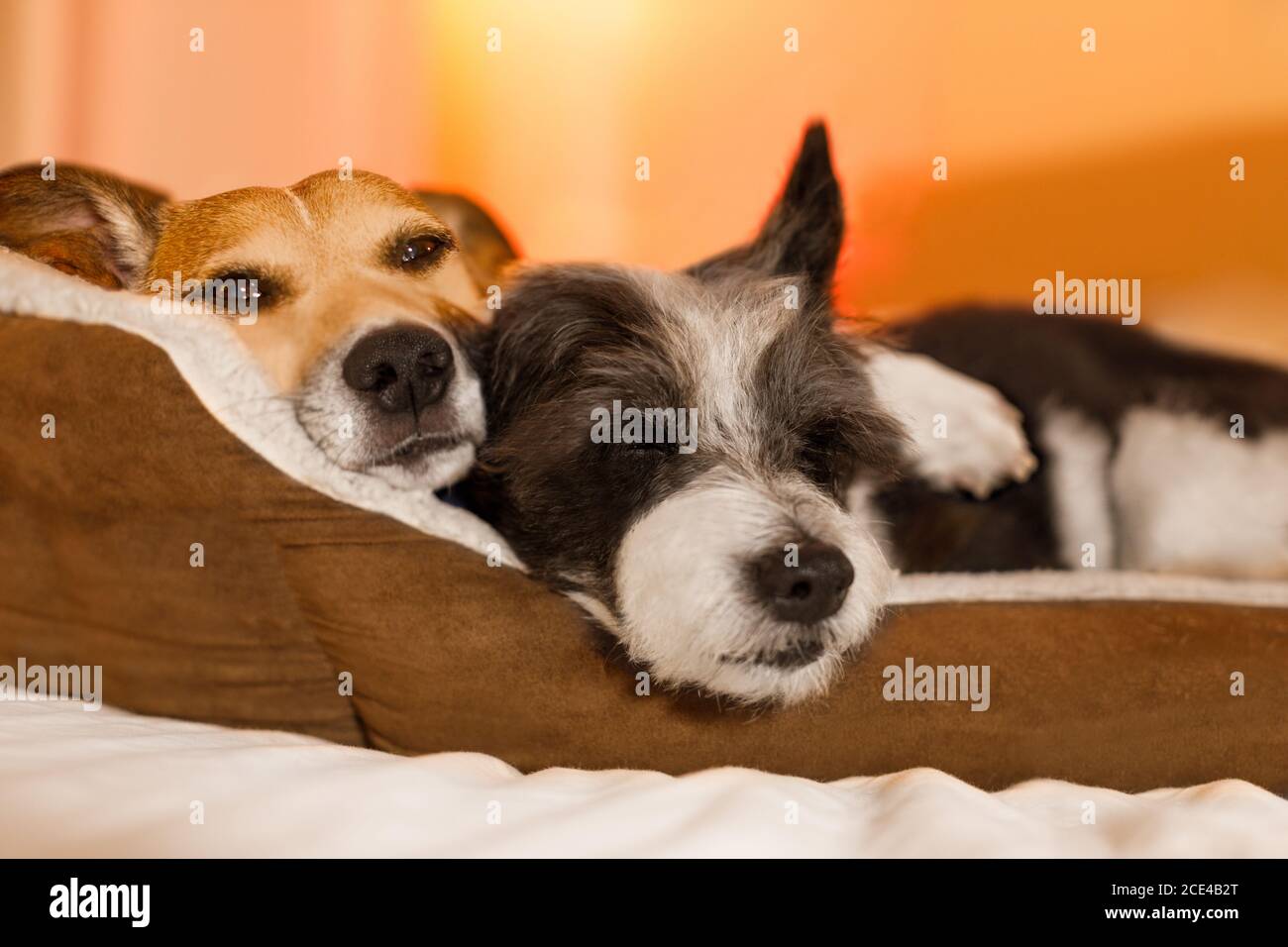 dogs in love Stock Photo - Alamy