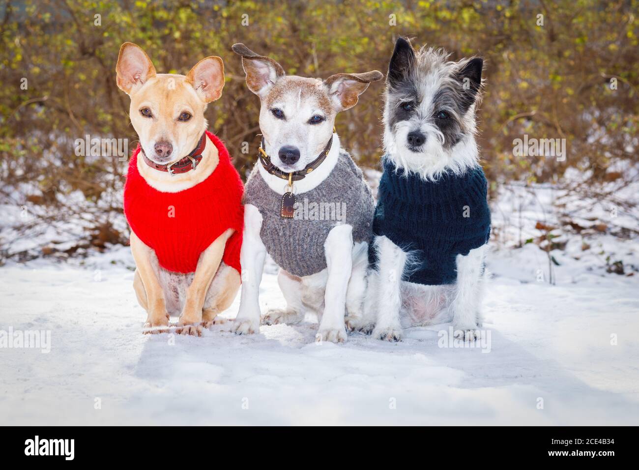 freezing icy couple of dogs in snow Stock Photo - Alamy
