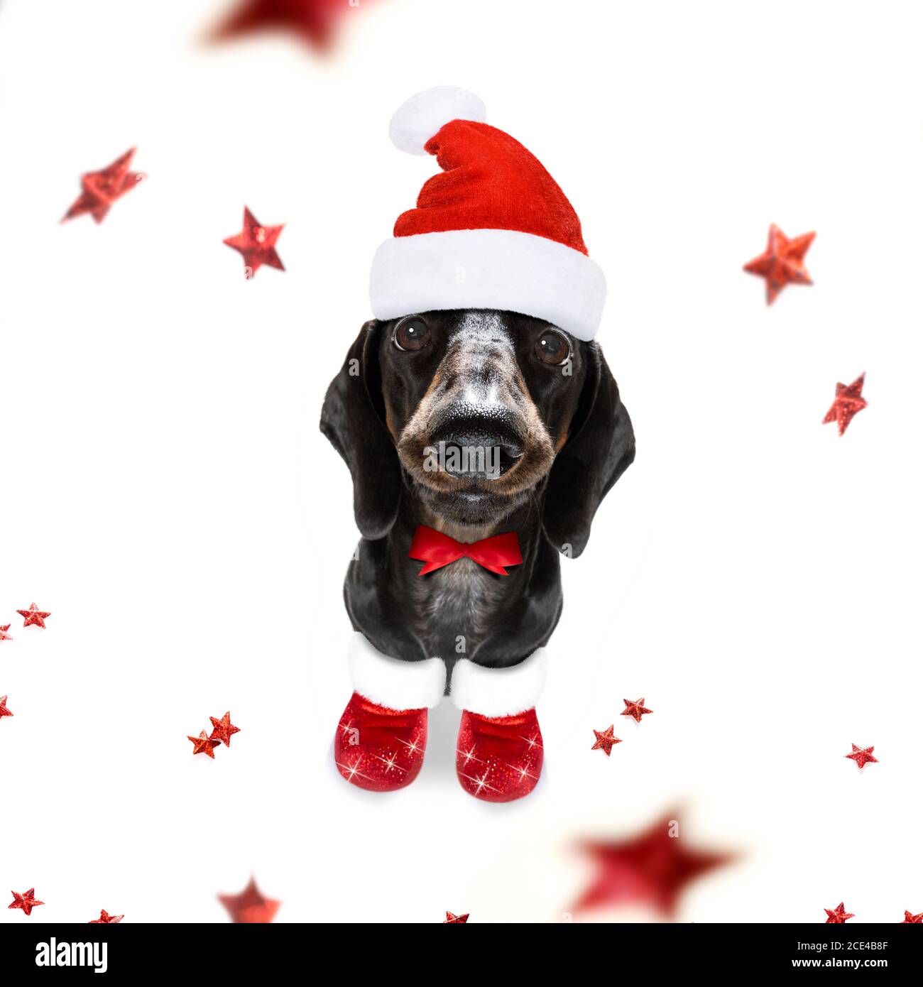 christmas santa claus dog Stock Photo - Alamy