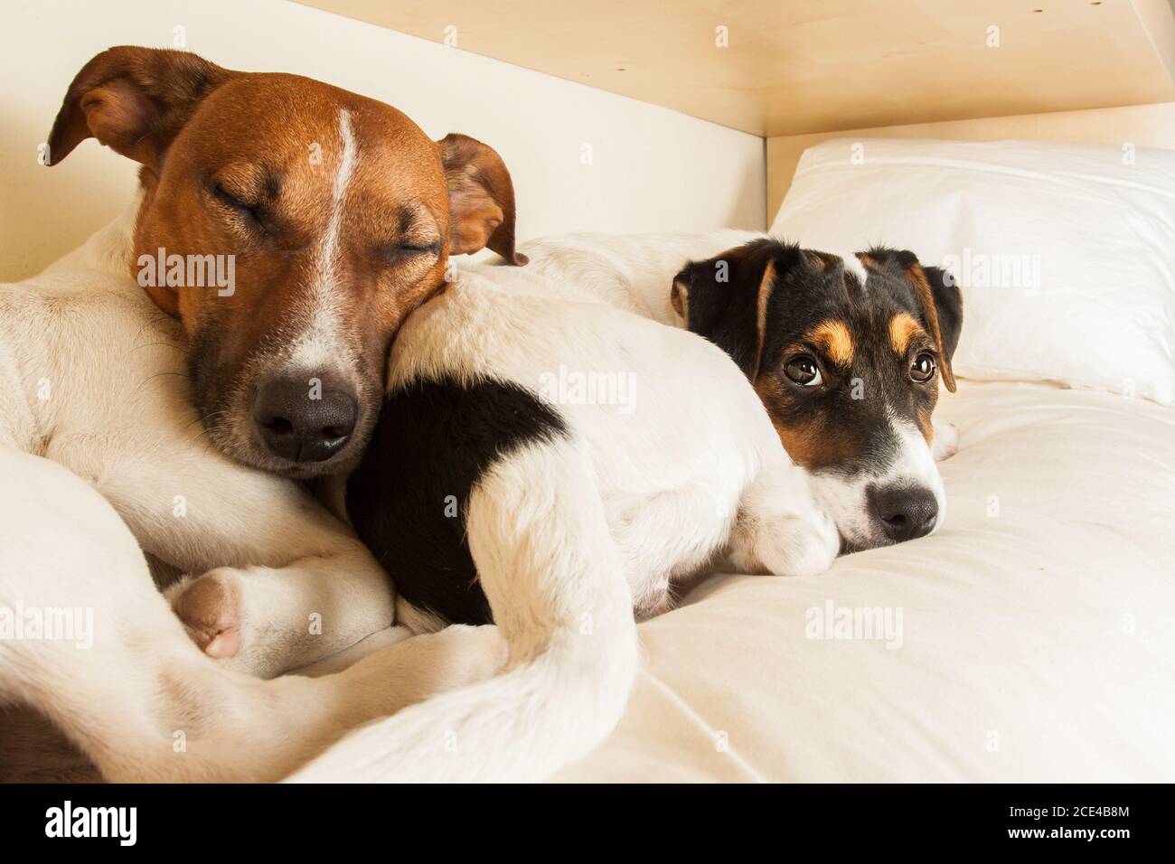 couple of two dogs in love Stock Photo - Alamy