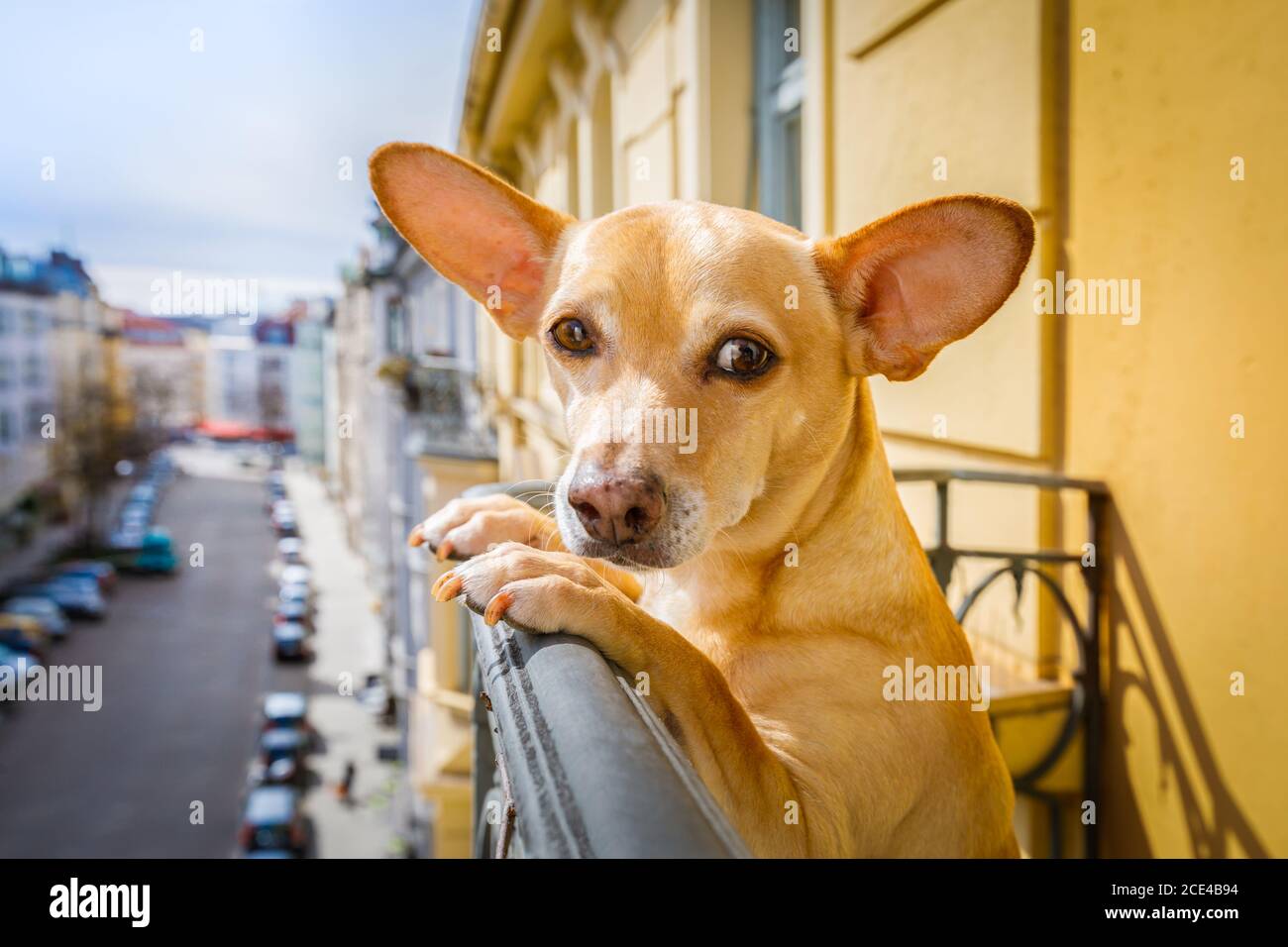 Nosy nosey hi-res stock photography and images - Alamy