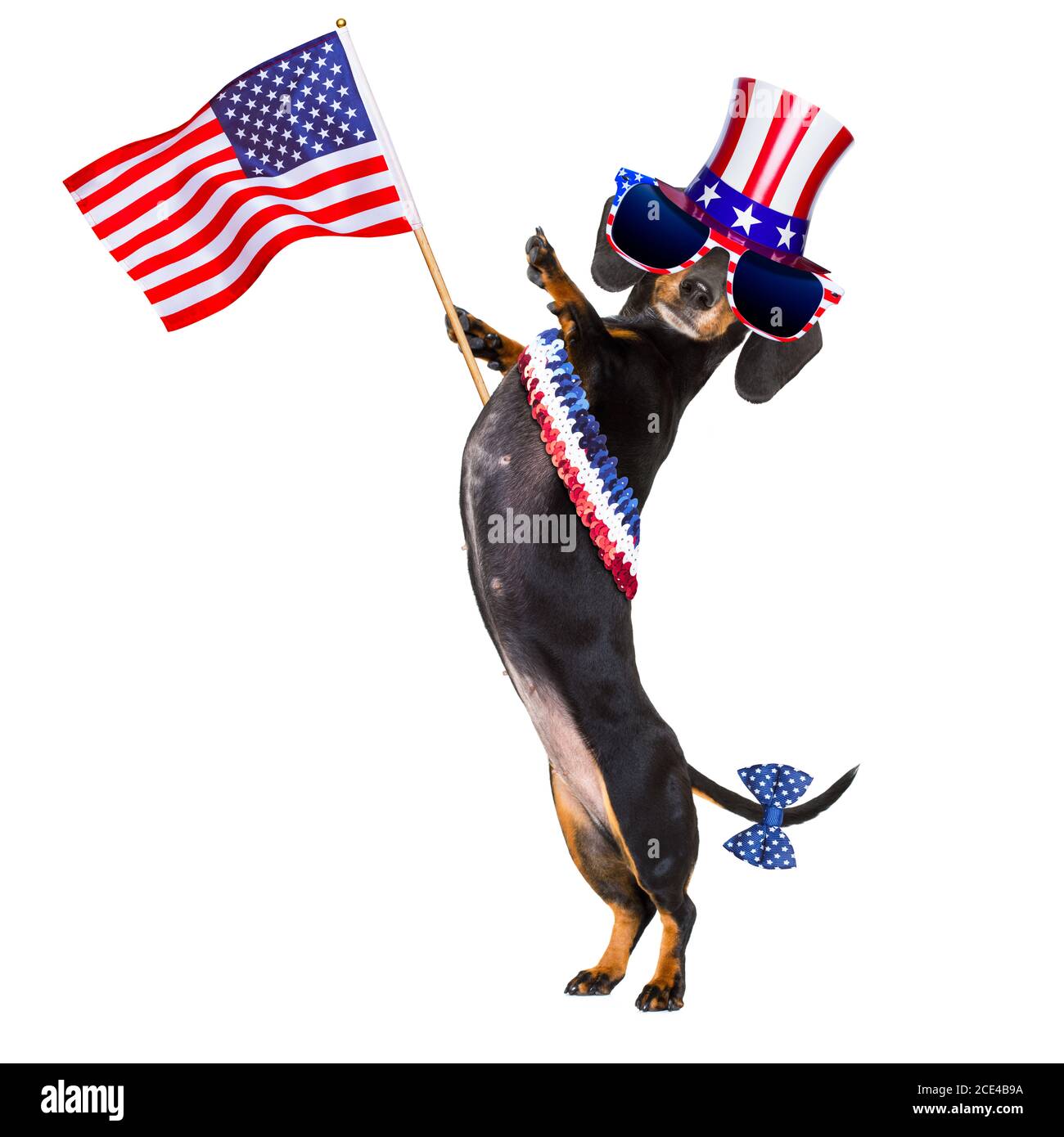independence day 4th of july dog Stock Photo - Alamy