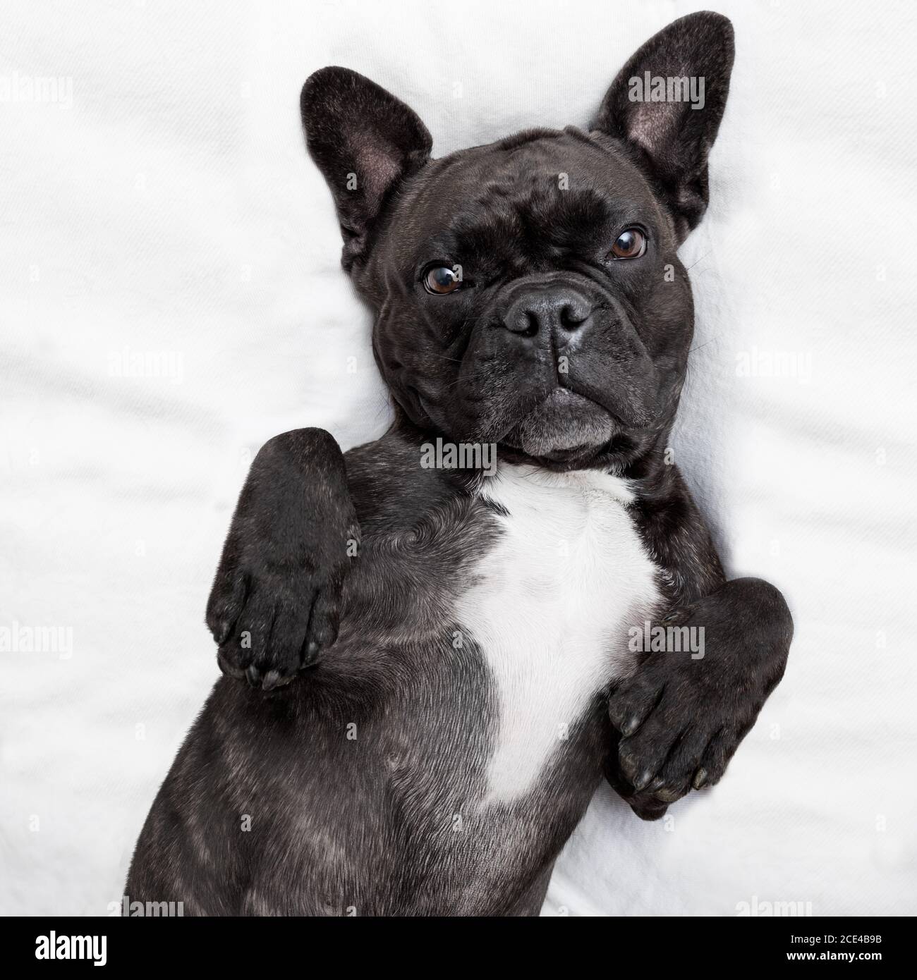 dog sleeping in bed Stock Photo - Alamy