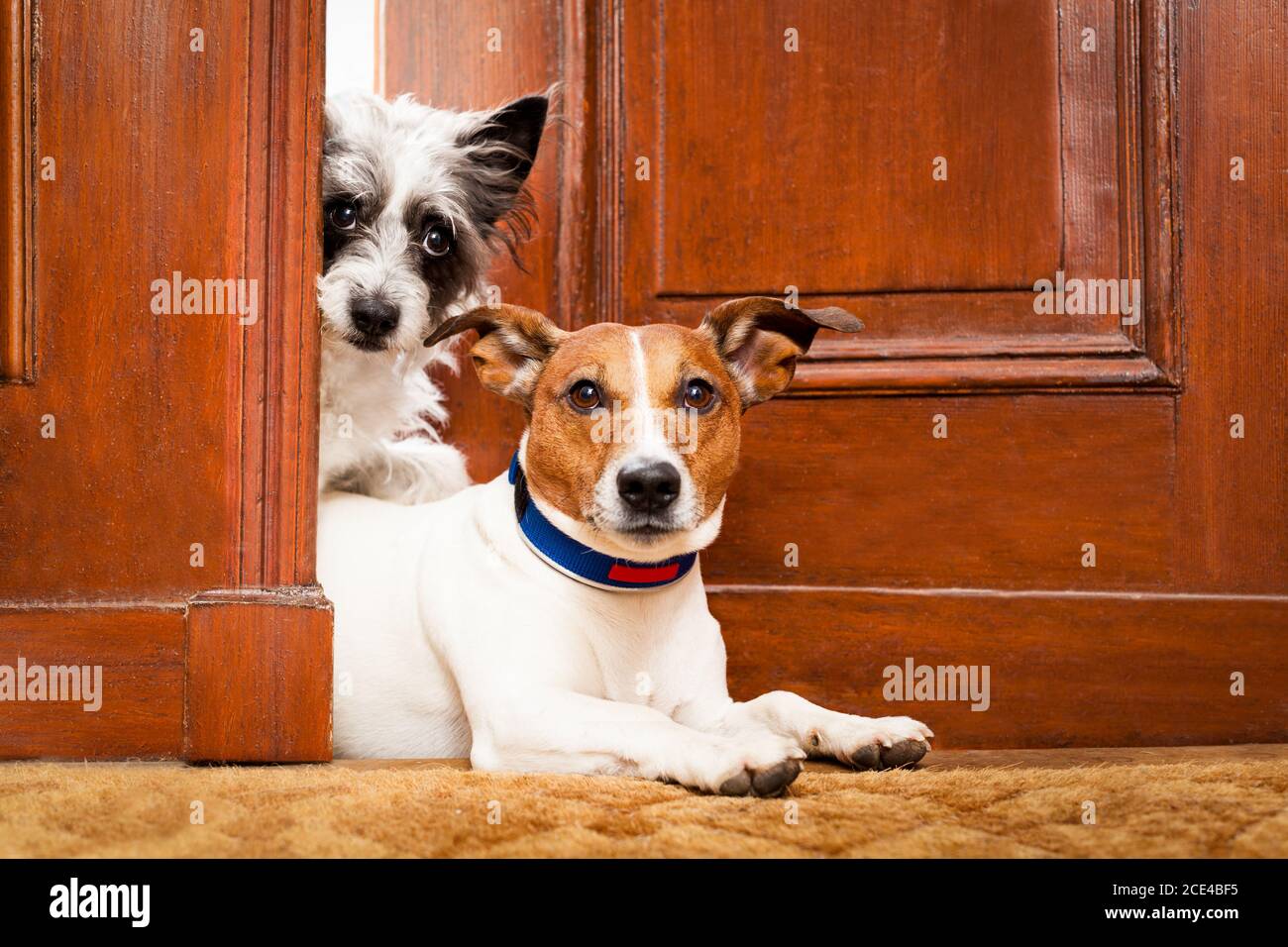 beware of dogs Stock Photo - Alamy