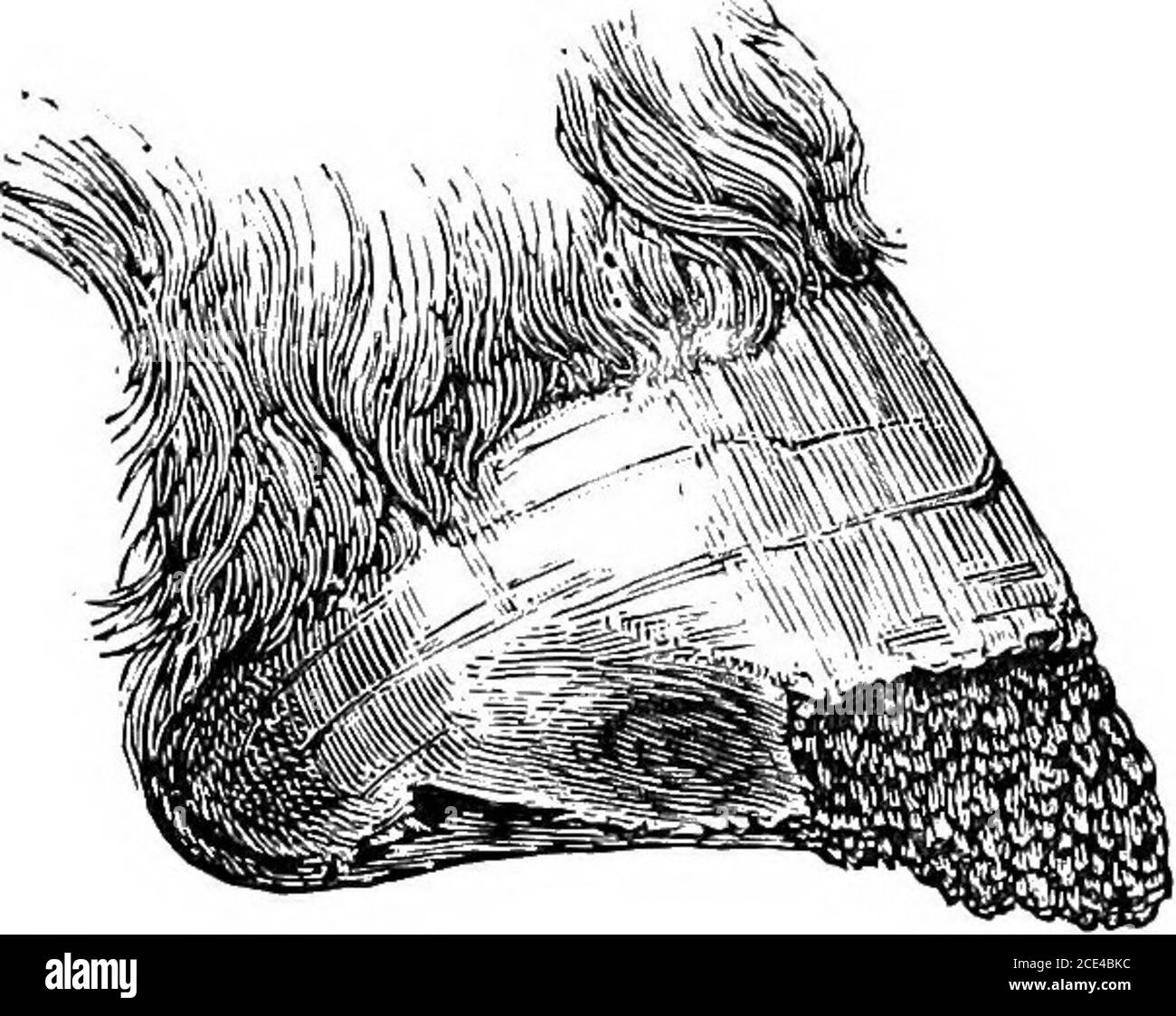 Sheep foot rot Cut Out Stock Images & Pictures - Alamy