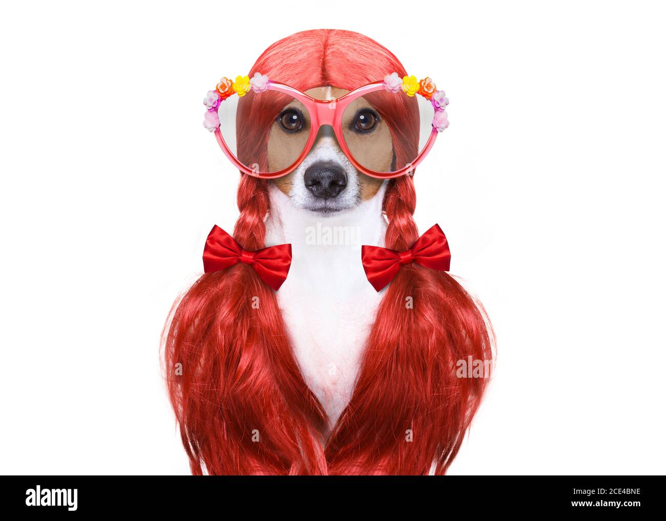 Dog hairdress hi-res stock photography and images - Alamy