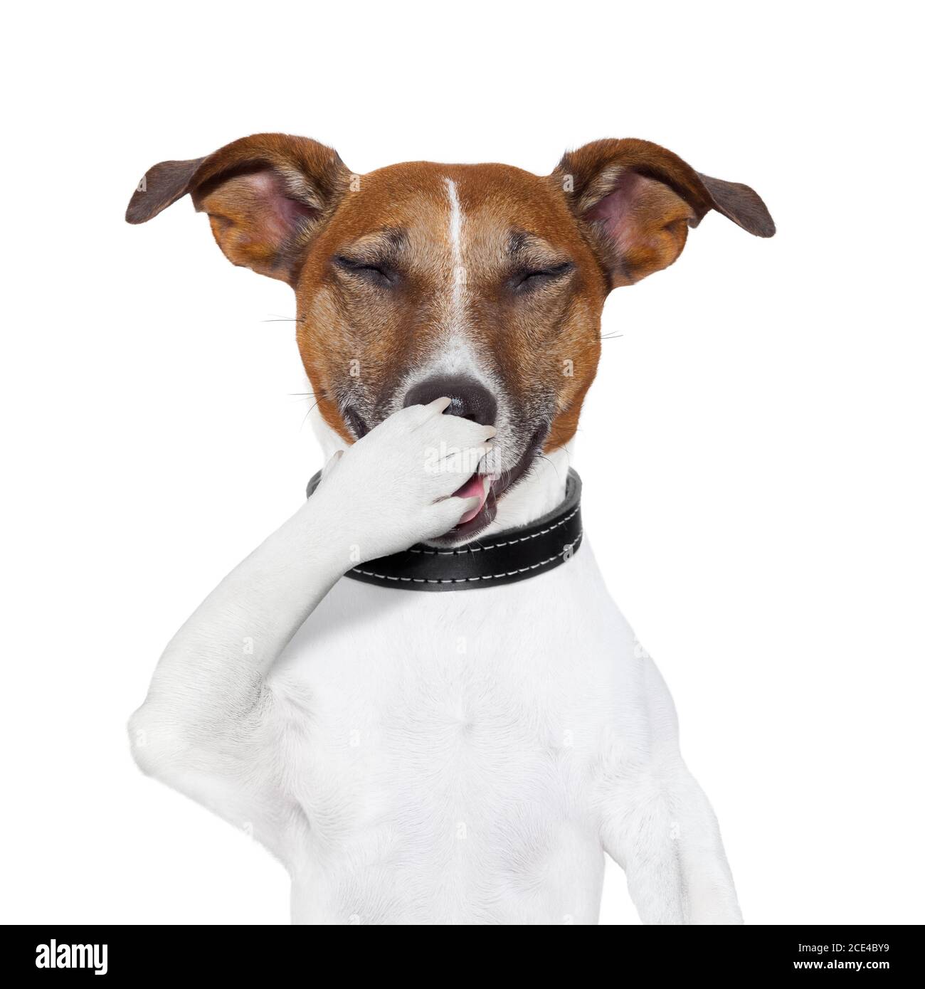 dog laughing at a joke Stock Photo - Alamy