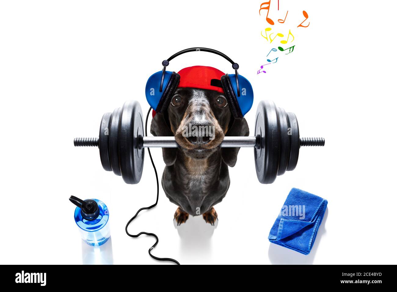 Personal dog trainer hi-res stock photography and images - Alamy