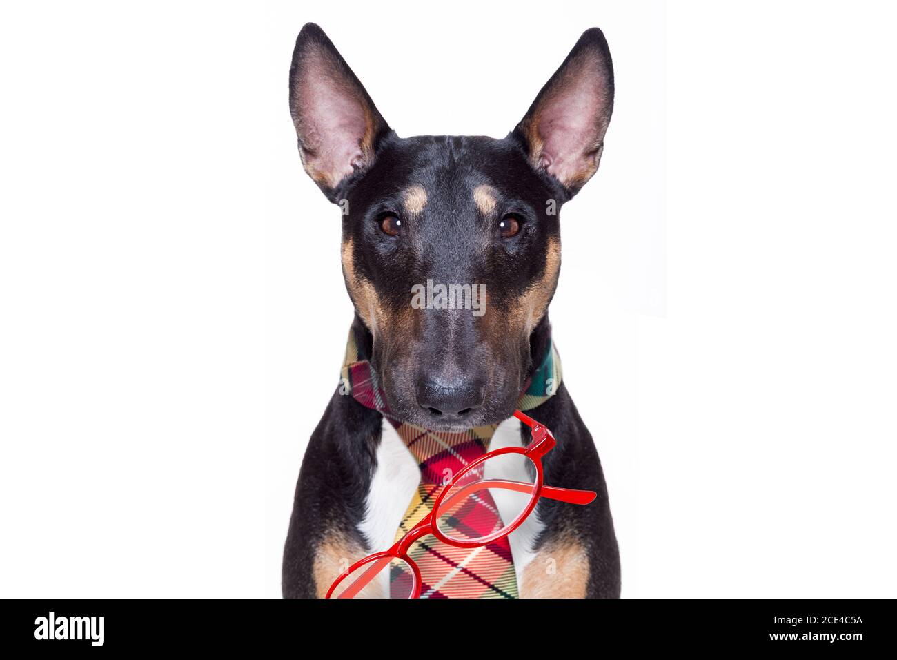 Shocked dog hi-res stock photography and images - Alamy