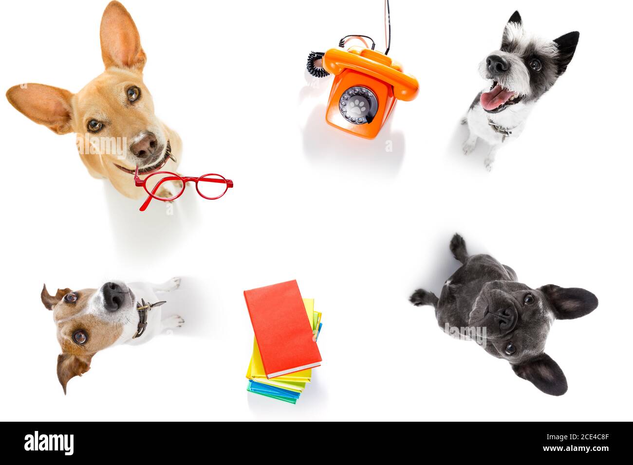 Team group couple dogs hi-res stock photography and images - Alamy