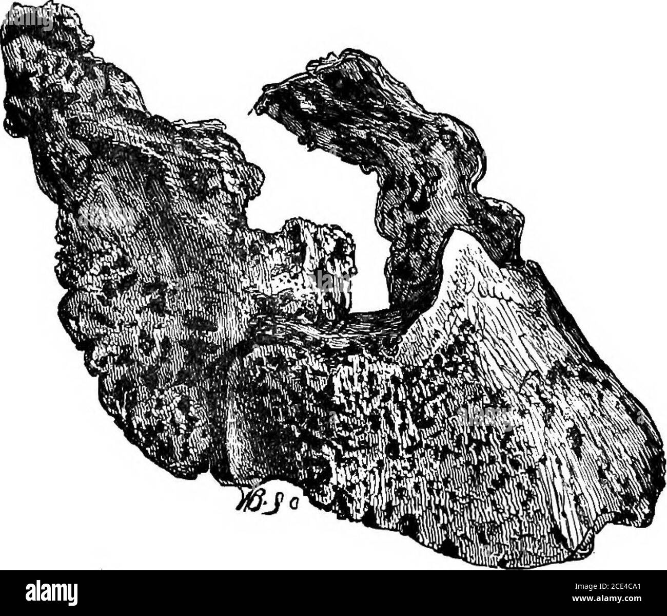 Frog surgery hi-res stock photography and images - Alamy