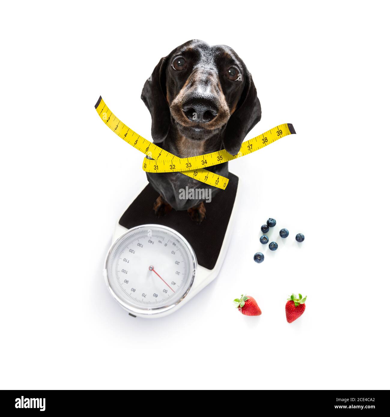 dog on scale , with overweight Stock Photo - Alamy
