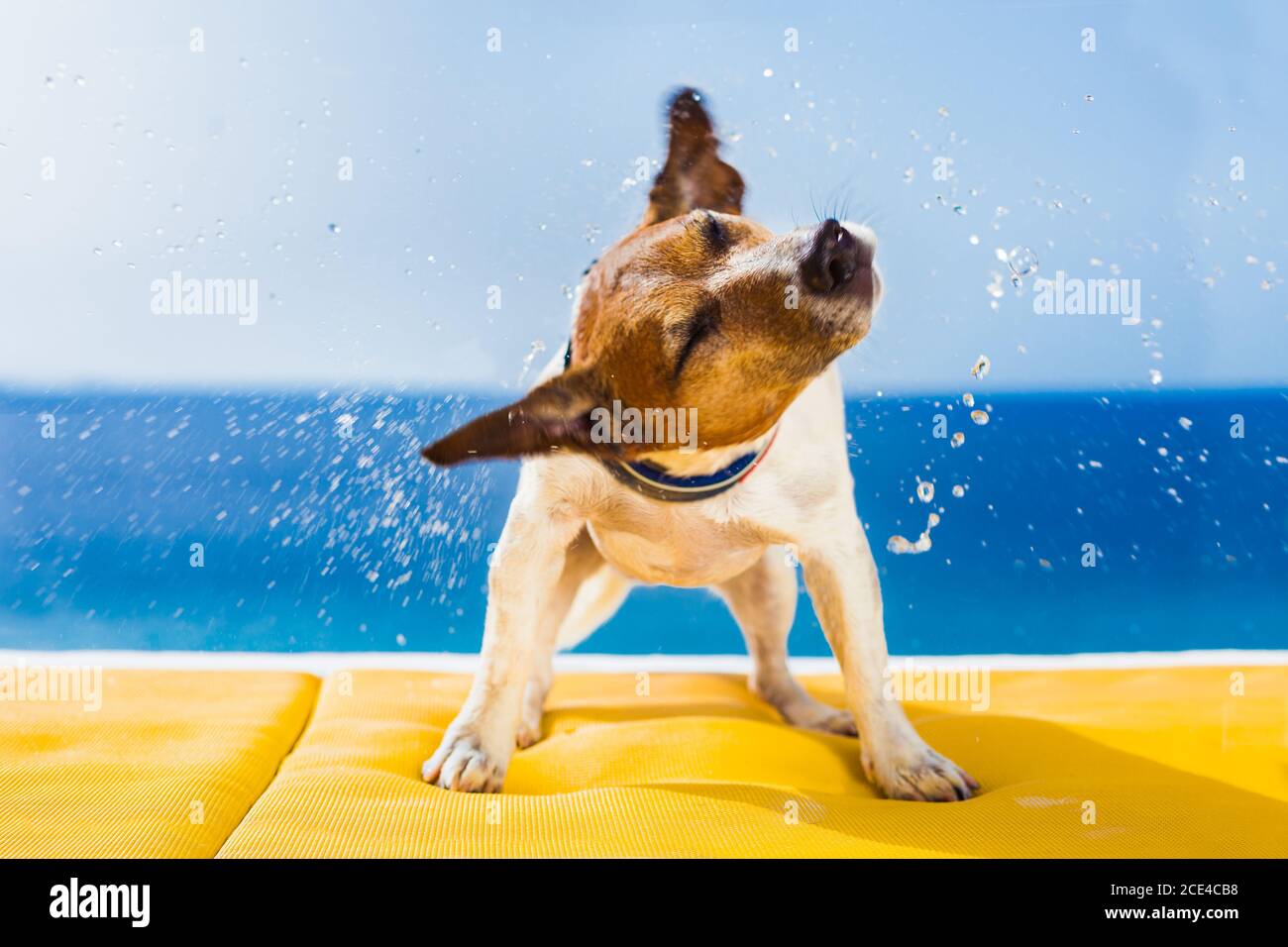 Puppy shaking water off hi-res stock photography and images - Alamy