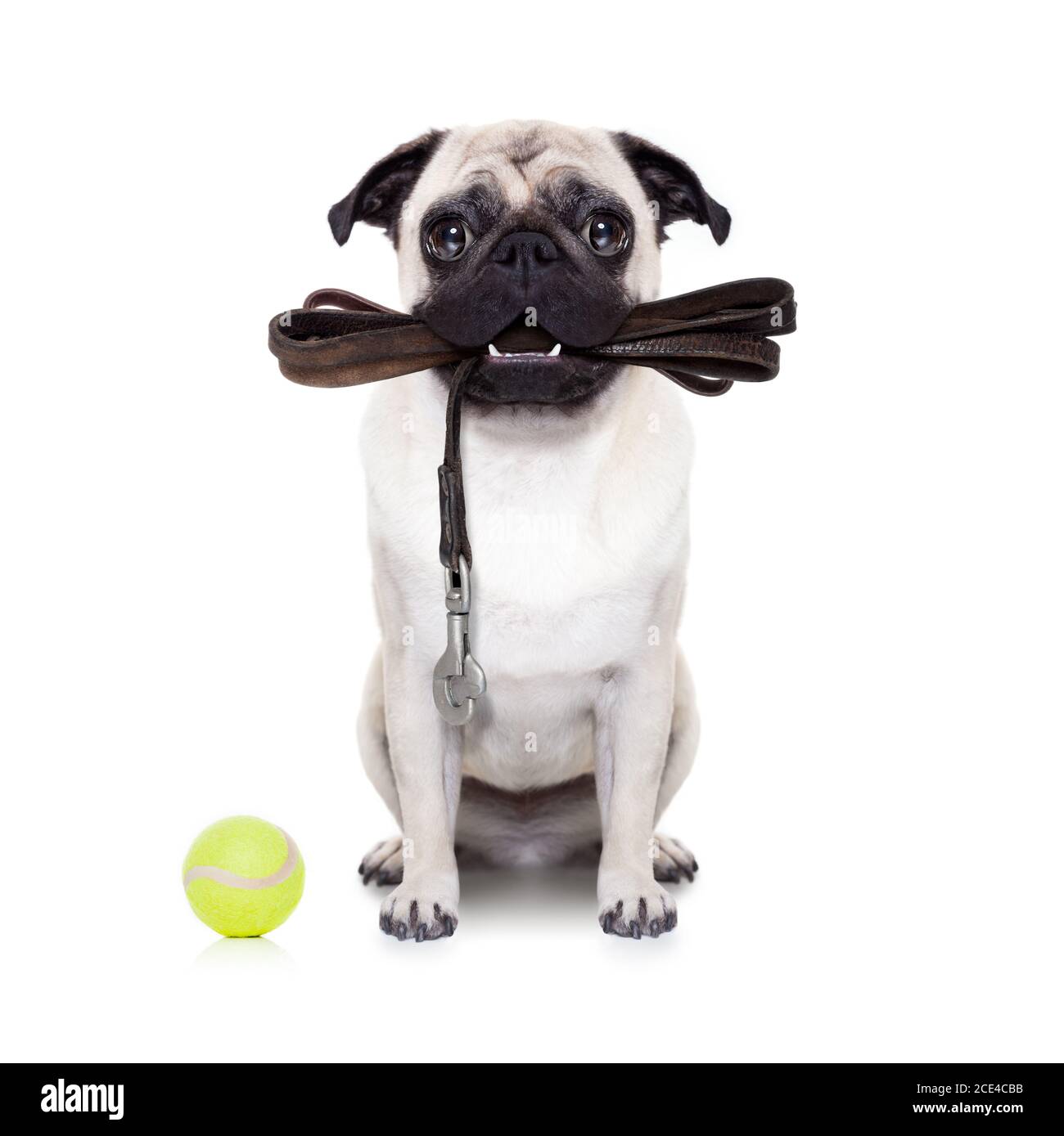leash dog ready for a walk Stock Photo - Alamy